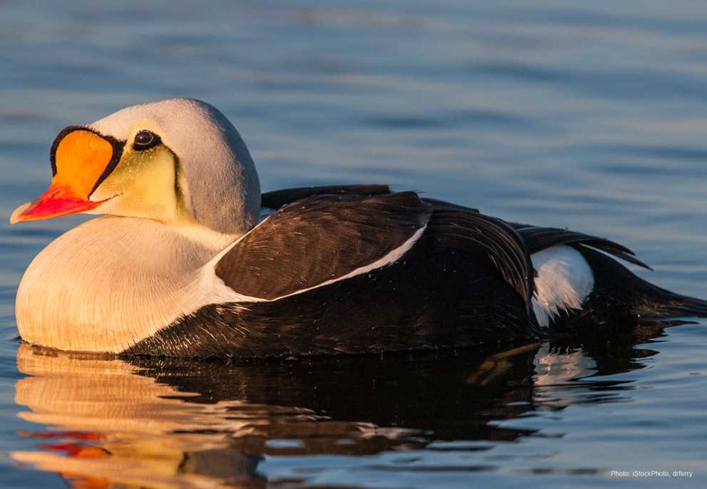 King Eider | Ducks Unlimited